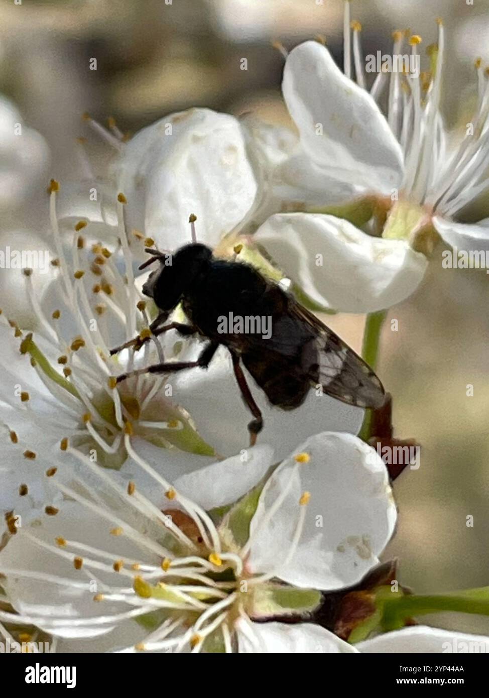 Woolly Bromeliad Fly (Copestylum tamaulipanum Stock Photo - Alamy