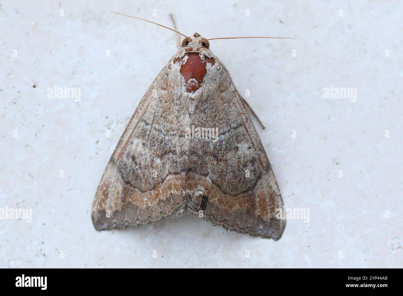 Semi looper hi-res stock photography and images - Alamy