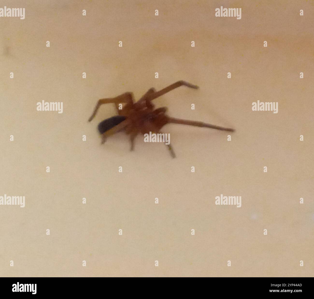 Typical Spiders (Araneomorphae Stock Photo - Alamy