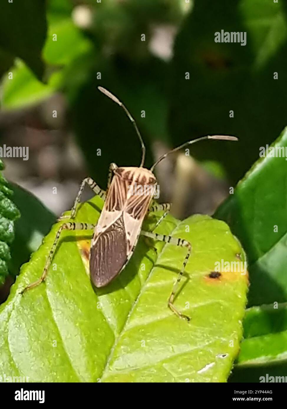 Spot-sided Coreid (Hypselonotus punctiventris Stock Photo - Alamy
