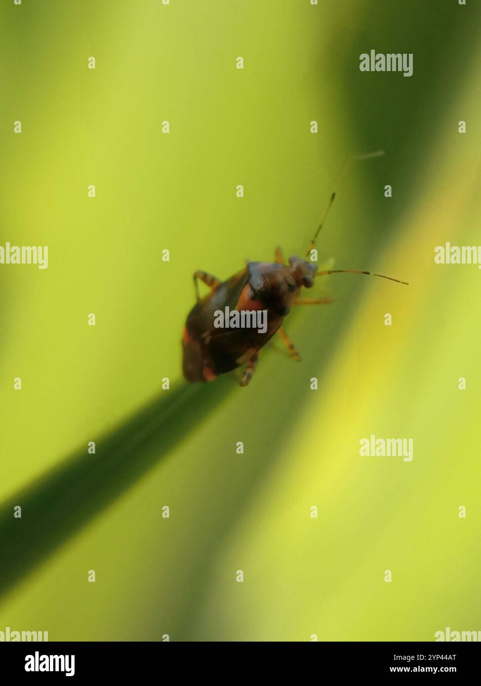 Three Spotted Nettle Bug (Liocoris tripustulatus Stock Photo - Alamy