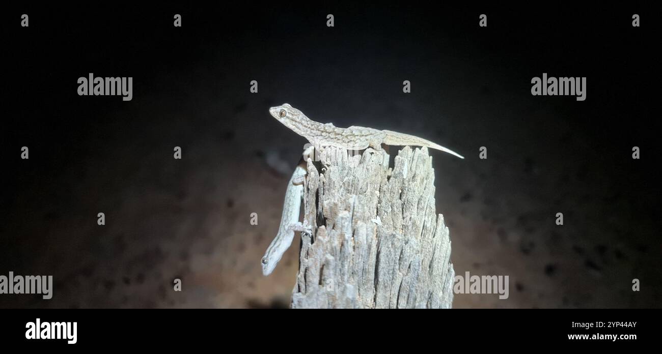 Tree dtella hi-res stock photography and images - Alamy