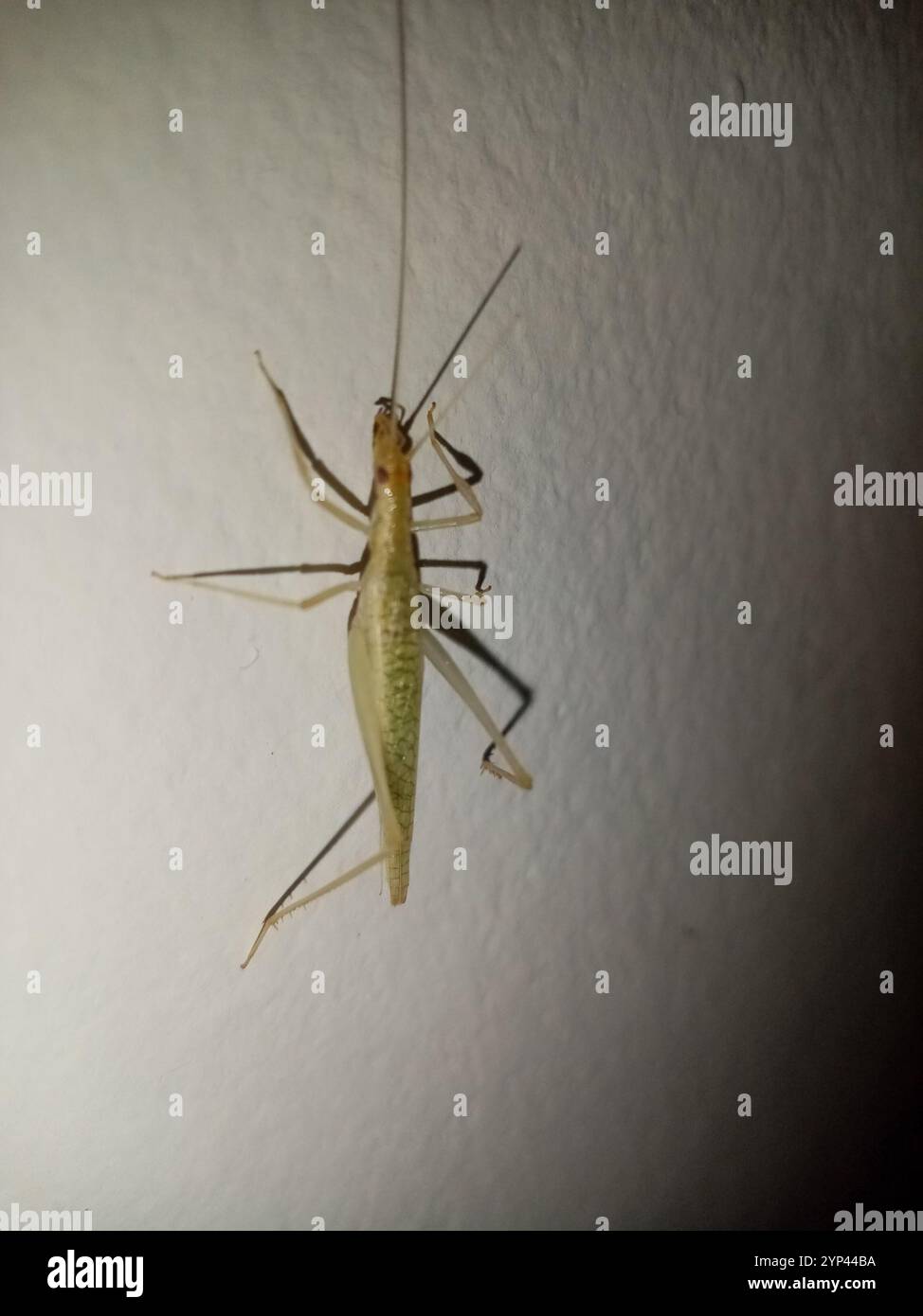 Common Tree Crickets (Oecanthus Stock Photo - Alamy