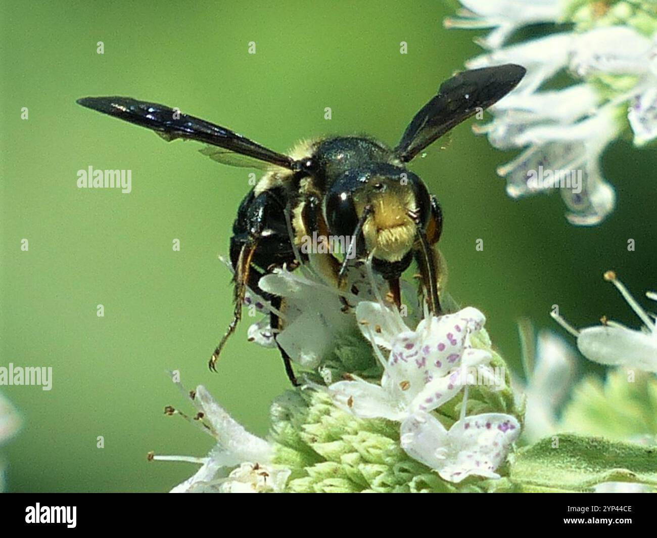Carpenter-mimic Leafcutter Bee (Megachile xylocopoides Stock Photo - Alamy