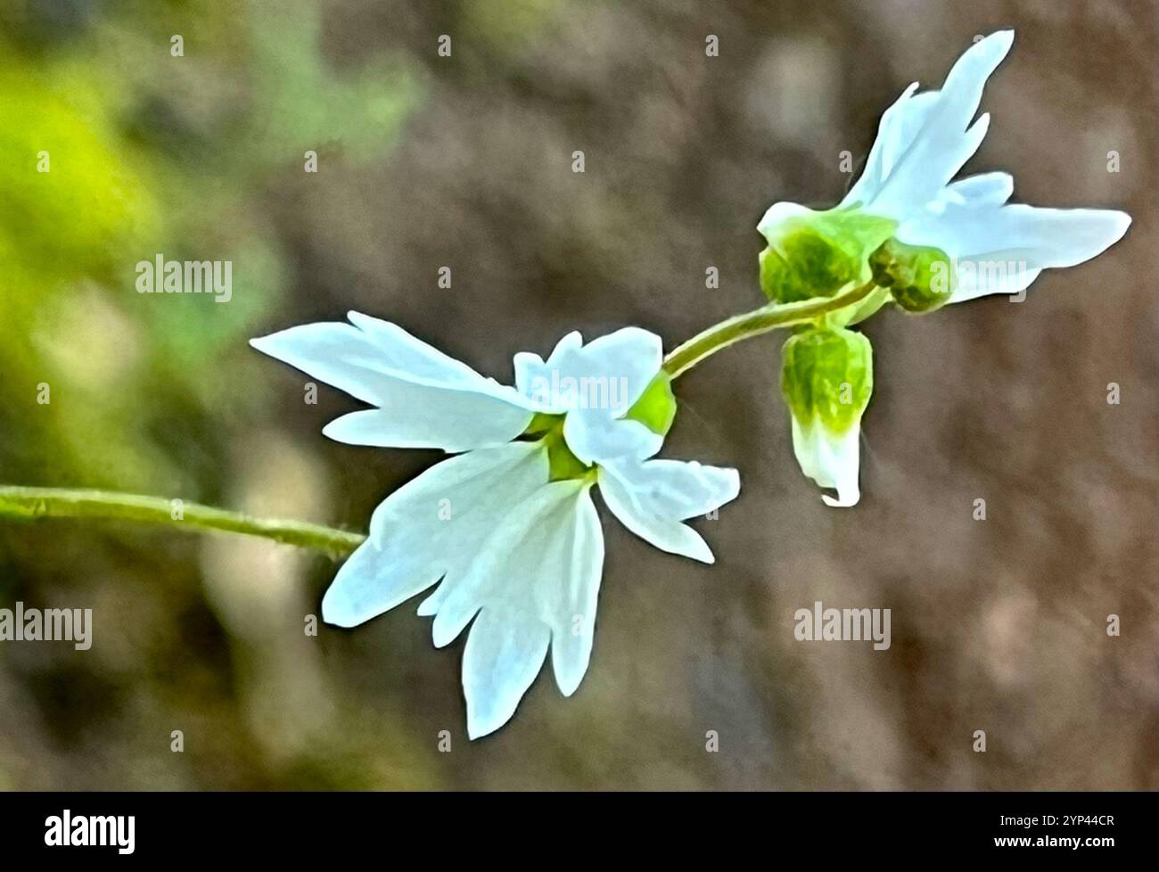 hillside woodland star (Lithophragma heterophyllum Stock Photo - Alamy