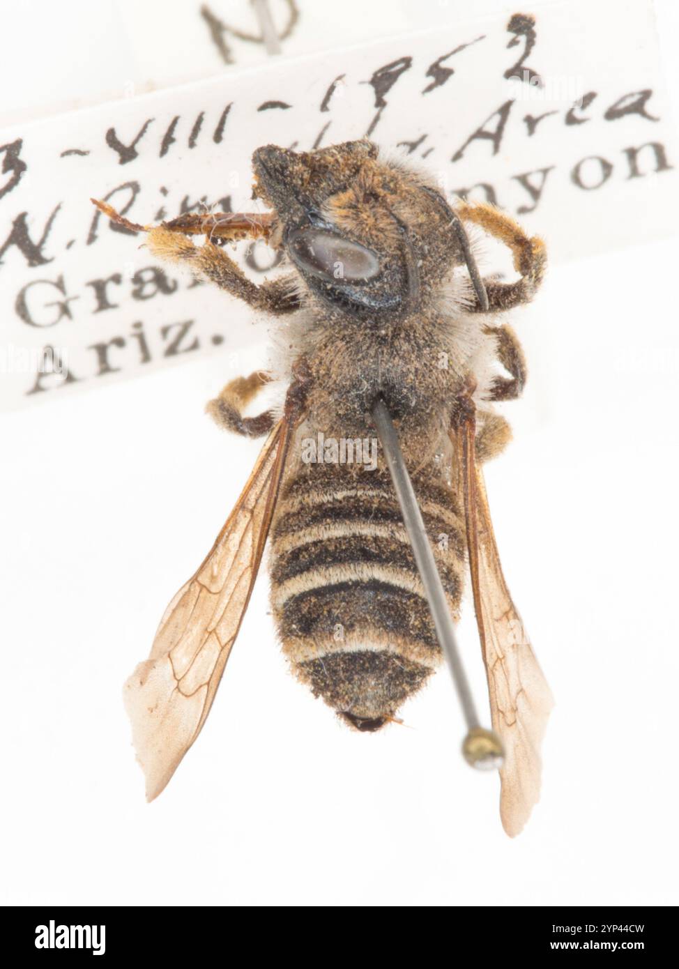 Pugnacious Leafcutter Bee (Megachile pugnata Stock Photo - Alamy