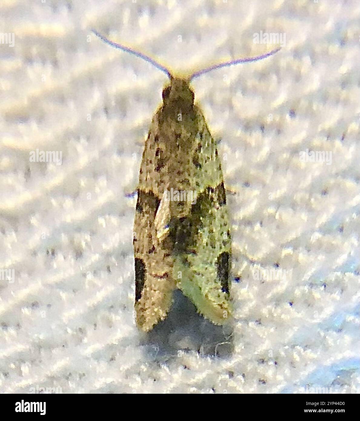 Garden Tortrix (Clepsis peritana Stock Photo - Alamy