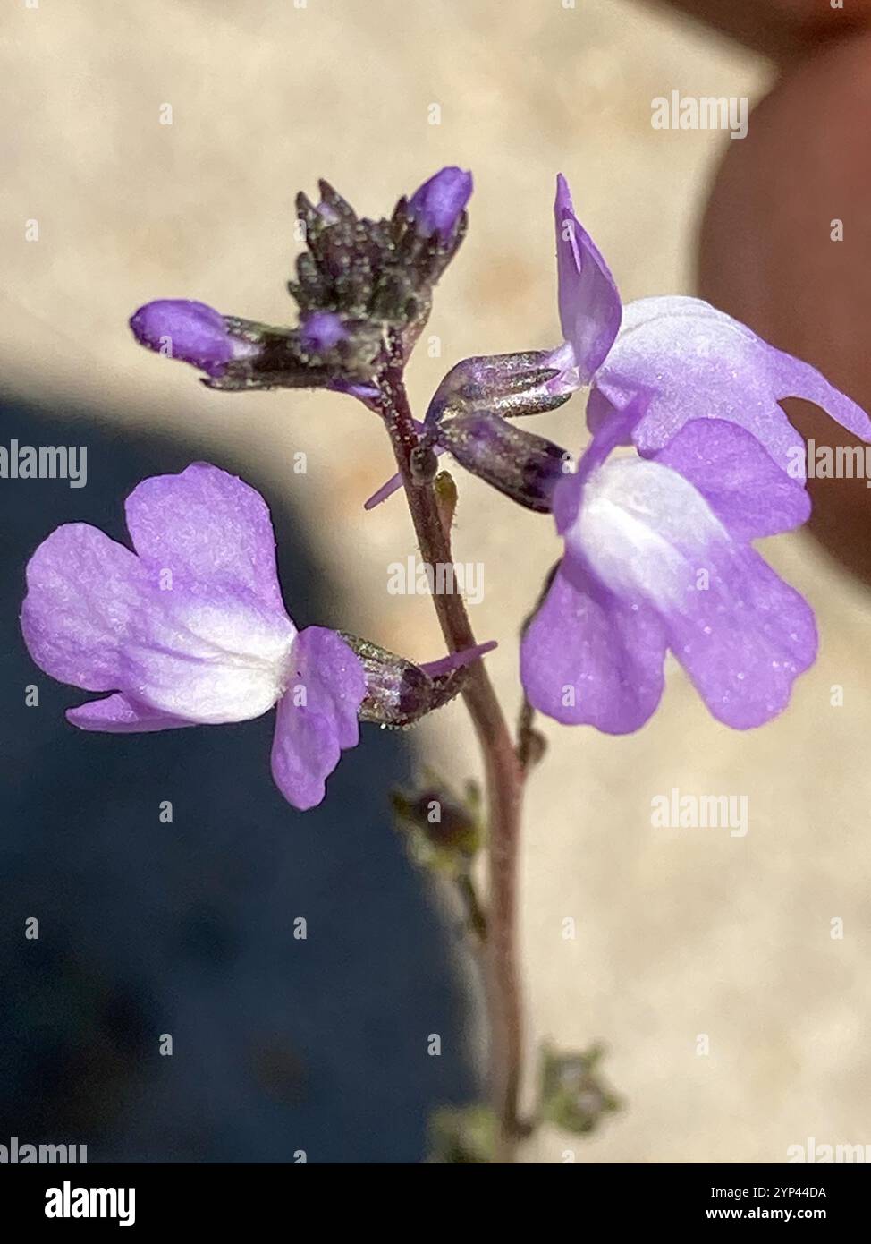 blue toadflax (Nuttallanthus canadensis Stock Photo - Alamy