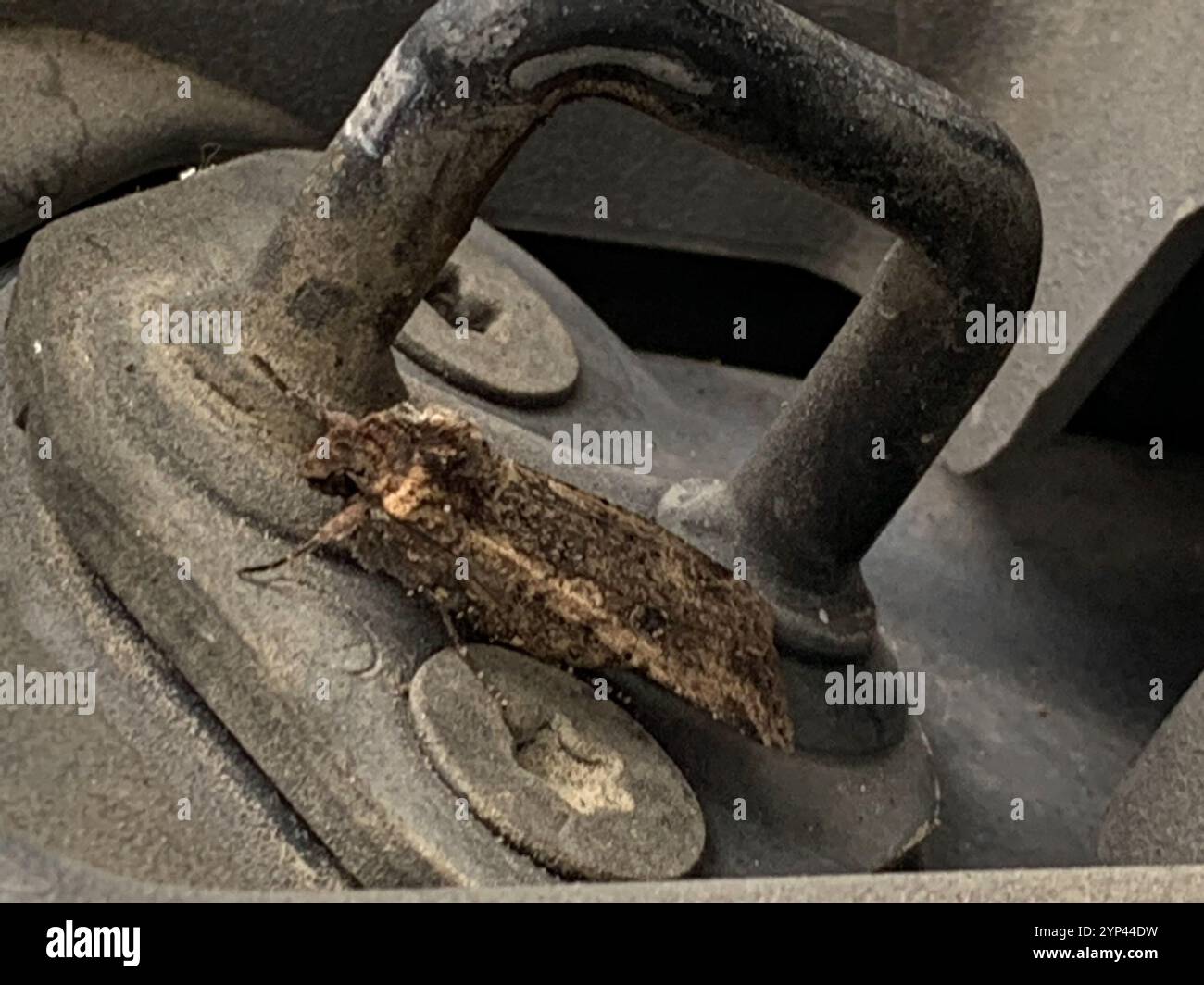 Variegated Cutworm Moth (Peridroma saucia Stock Photo - Alamy
