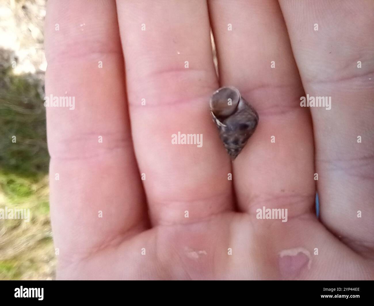 Mangrove Periwinkle (Littoraria angulifera Stock Photo - Alamy