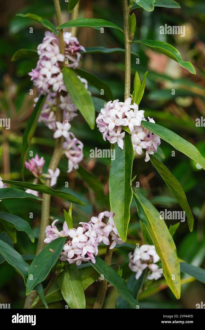 Daphne Spring Beauty, Daphne bholua Spring Beauty, clusters white ...