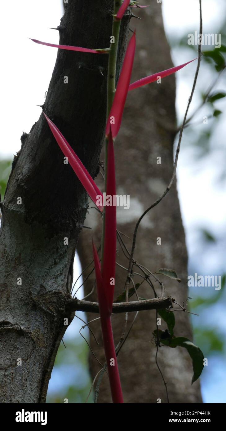 vase bromeliad (Aechmea bracteata Stock Photo - Alamy
