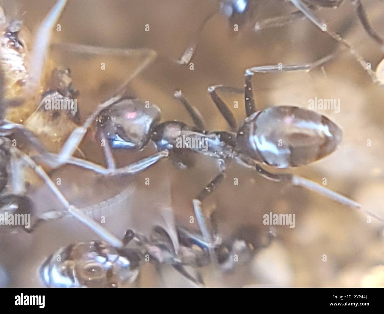 Crazy Pyramid Ant (Dorymyrmex insanus Stock Photo - Alamy
