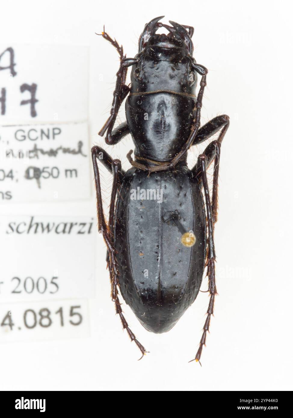 Giant tiger beetle hi-res stock photography and images - Alamy