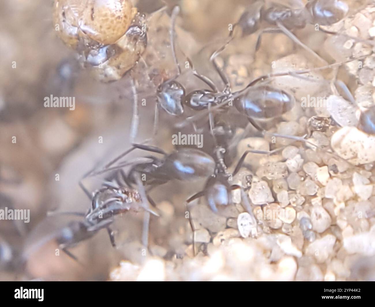 Crazy Pyramid Ant (Dorymyrmex insanus Stock Photo - Alamy