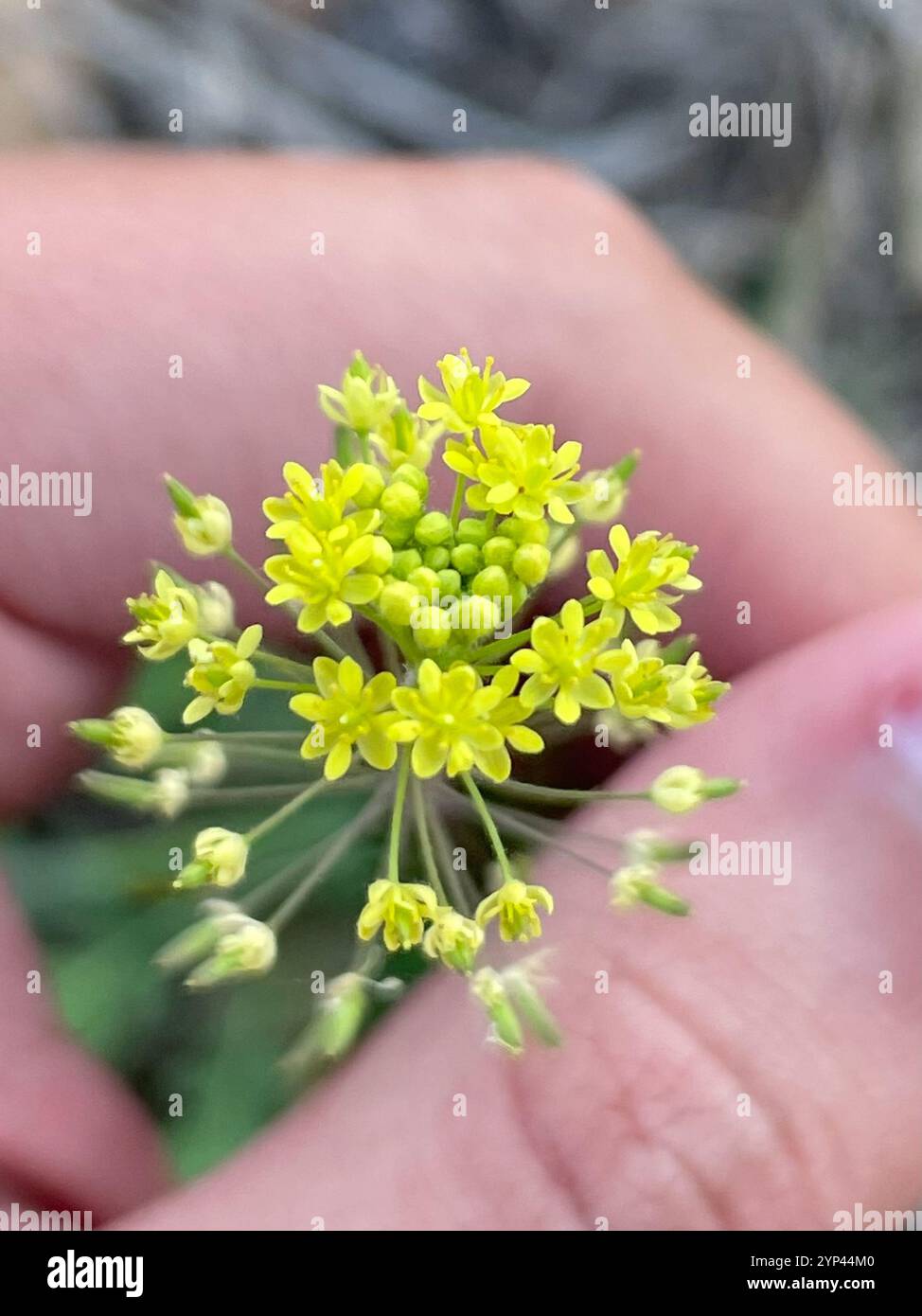 Western Tansymustard (Descurainia pinnata Stock Photo - Alamy