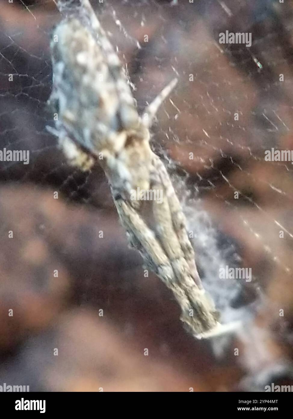Feather-legged Spiders (Uloborus Stock Photo - Alamy