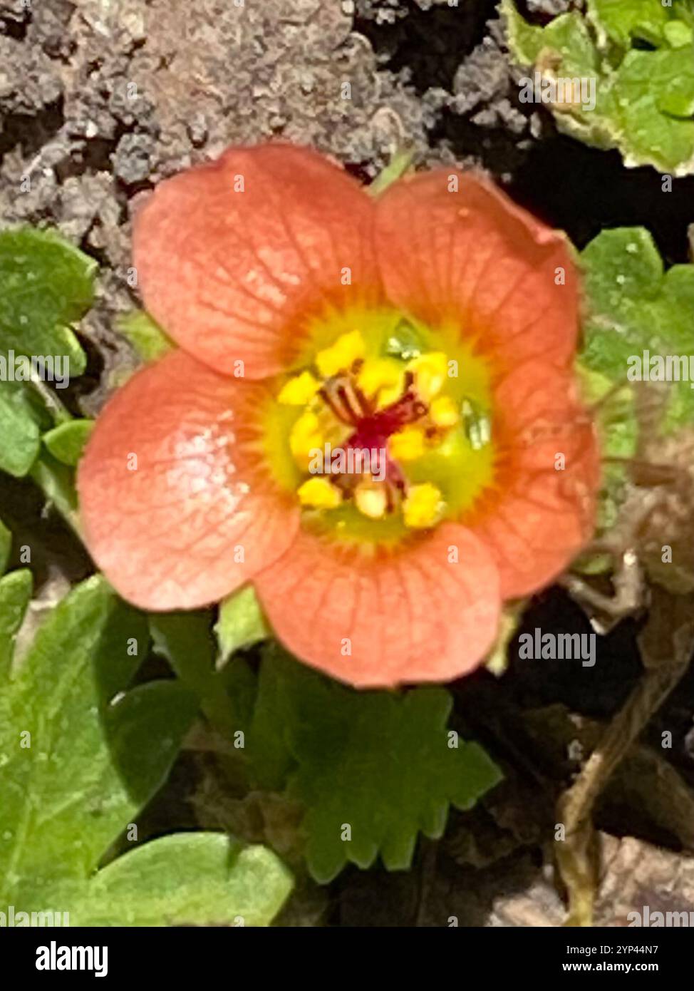 Carolina Bristlemallow (Modiola caroliniana Stock Photo - Alamy