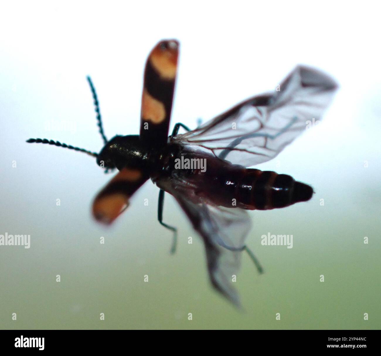 Anthocomus fasciatus hi-res stock photography and images - Alamy
