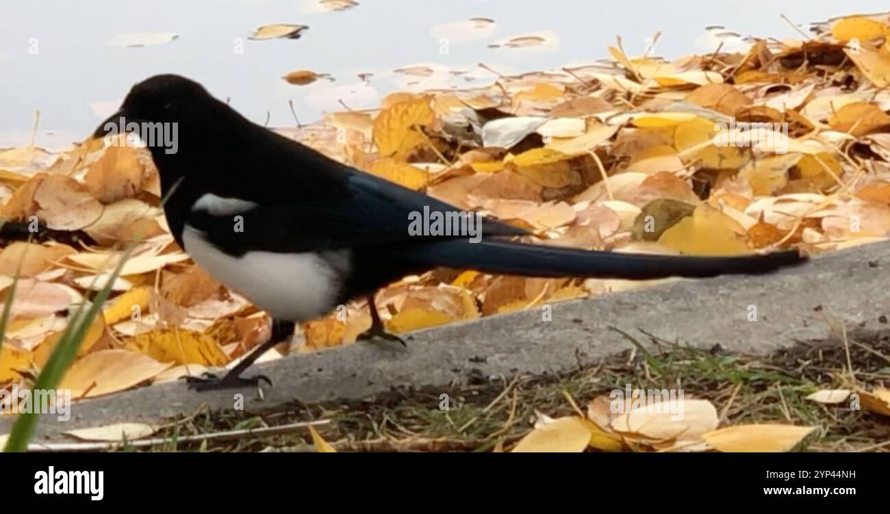 Black-billed Magpie (Pica hudsonia Stock Photo - Alamy