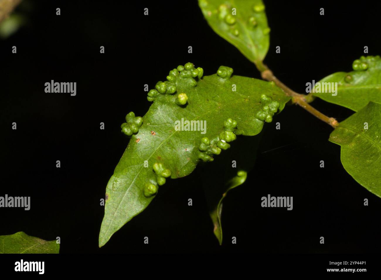 Gall and Rust Mites (Eriophyidae Stock Photo - Alamy