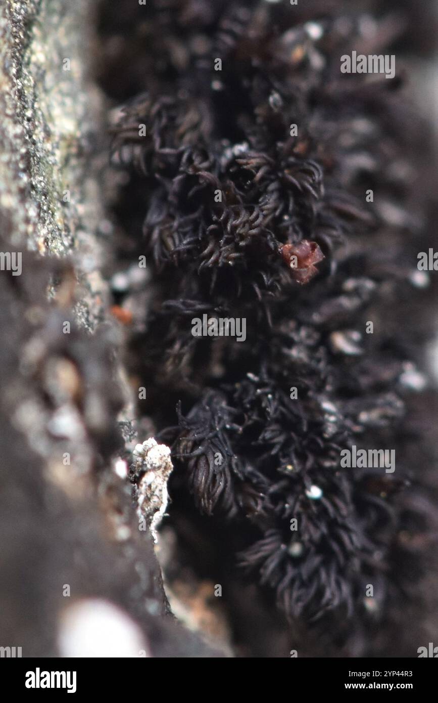 Black Rock Moss (Andreaea rupestris Stock Photo - Alamy