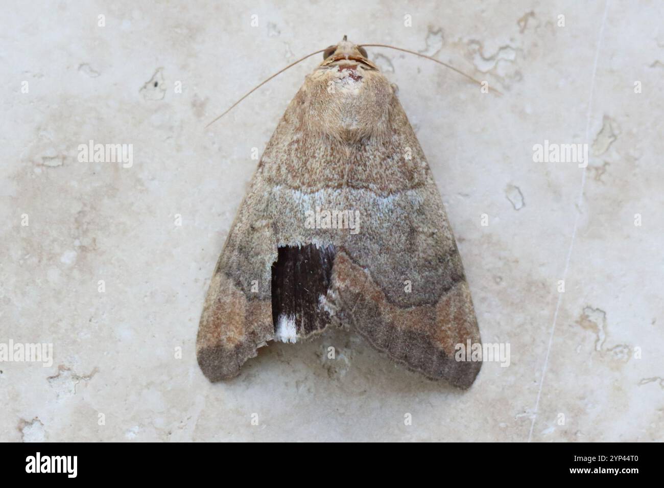 Semi looper hi-res stock photography and images - Alamy