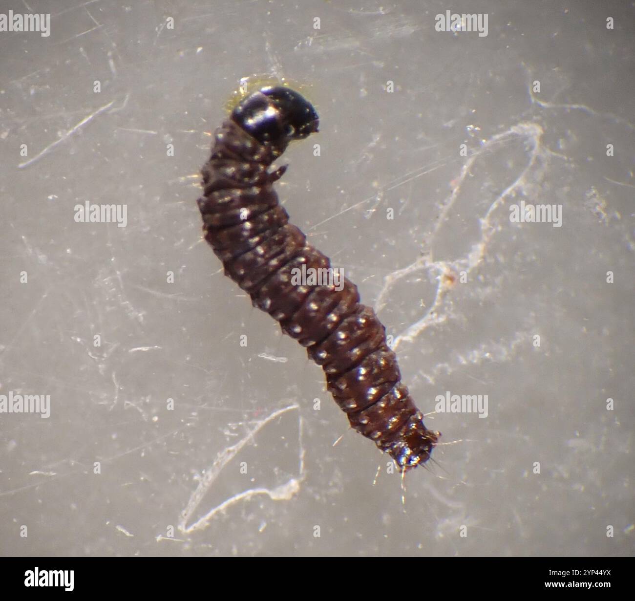 Purple Carrot-seed Moth (Depressaria depressana Stock Photo - Alamy