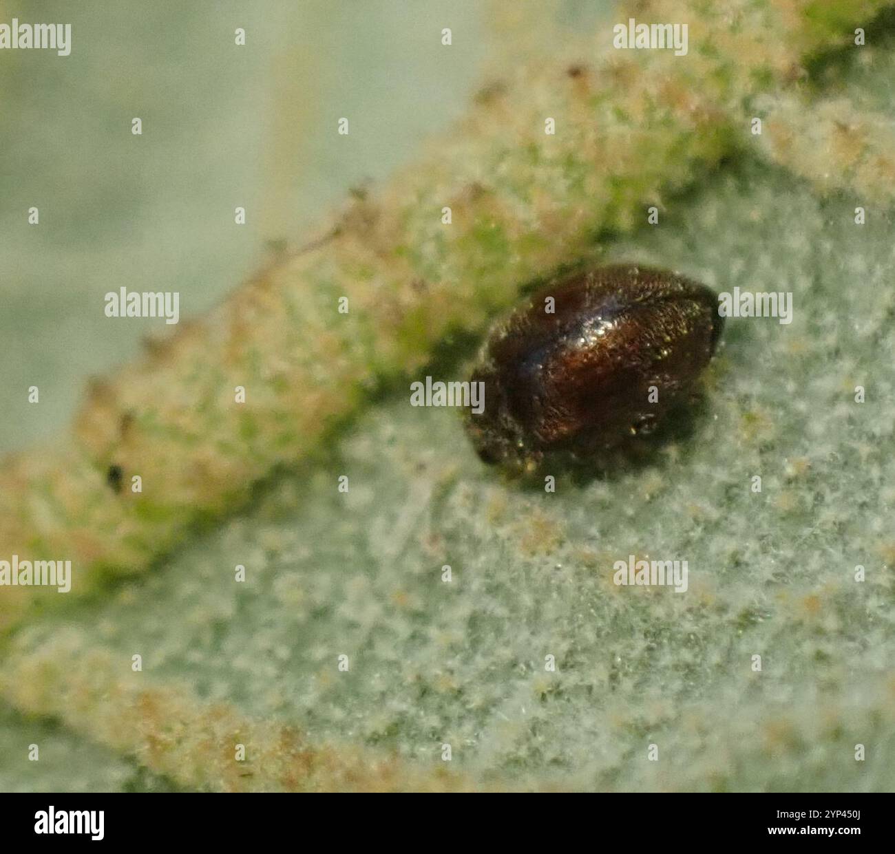 Lady, Fungus, Scavenger, and Bark Beetles (Coccinelloidea Stock Photo ...