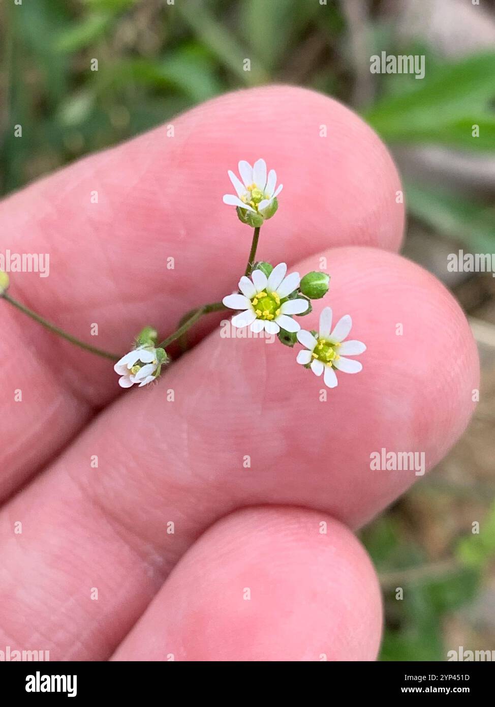 Common Whitlowgrass (Draba verna Stock Photo - Alamy