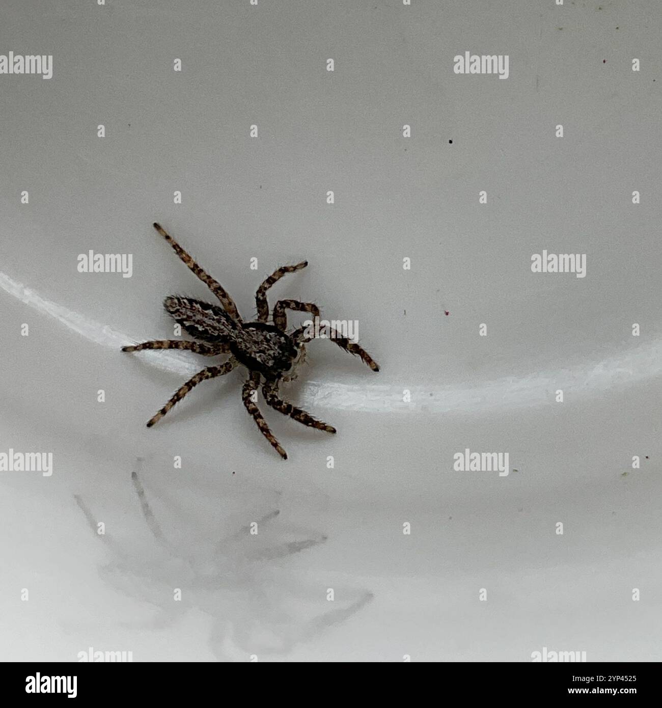 California Flattened Jumping Spider (Platycryptus californicus Stock Photo - Alamy