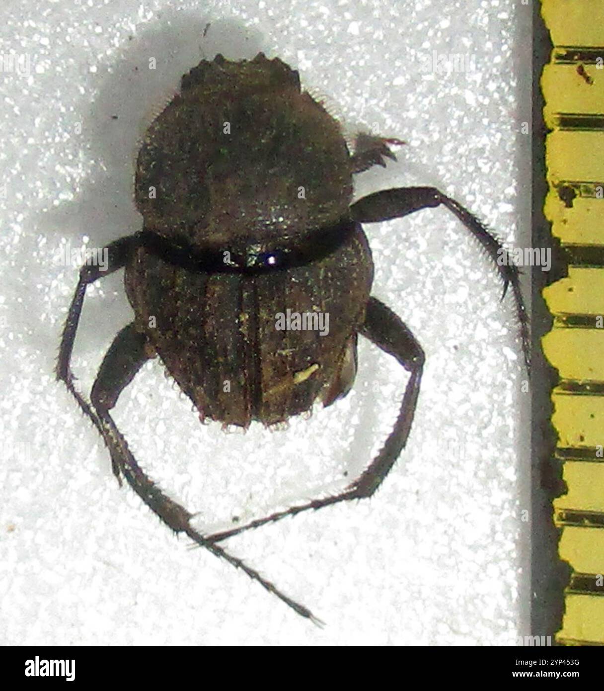 Spider Dung Beetles (Sisyphus Stock Photo - Alamy