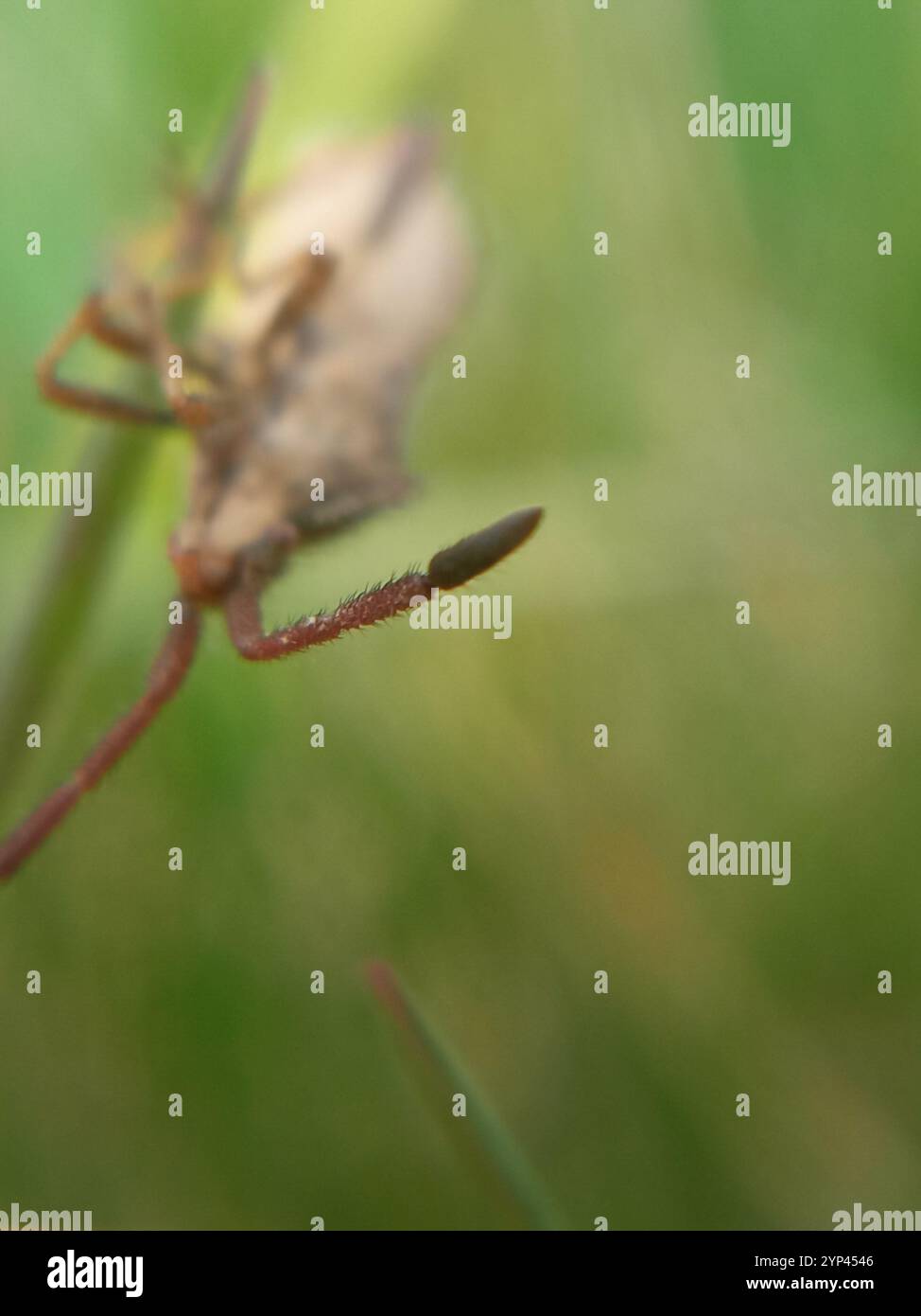 Denticulate Leatherbug (Coriomeris denticulatus Stock Photo - Alamy