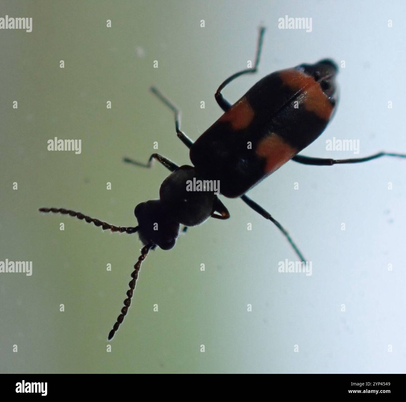 Anthocomus fasciatus hi-res stock photography and images - Alamy