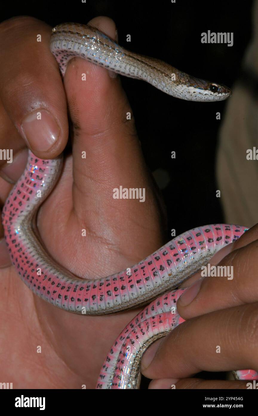 Gold collared snake hi-res stock photography and images - Alamy