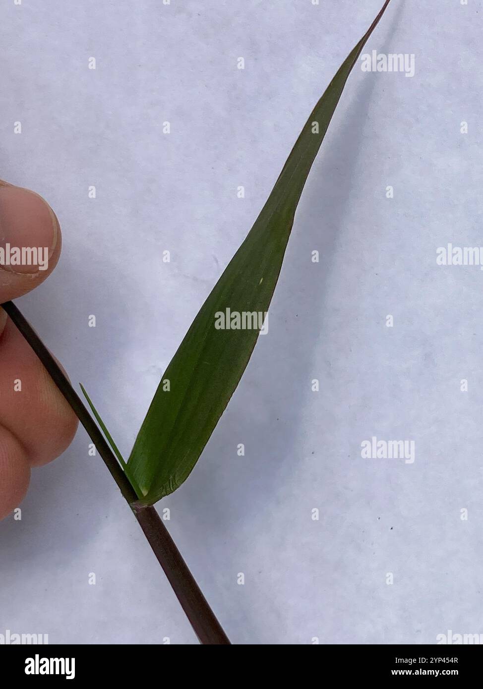 variable witchgrass (Dichanthelium commutatum Stock Photo - Alamy