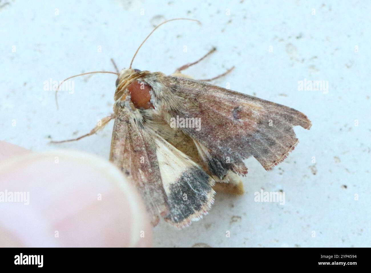 Cotton Bollworm Moth (Helicoverpa armigera Stock Photo - Alamy