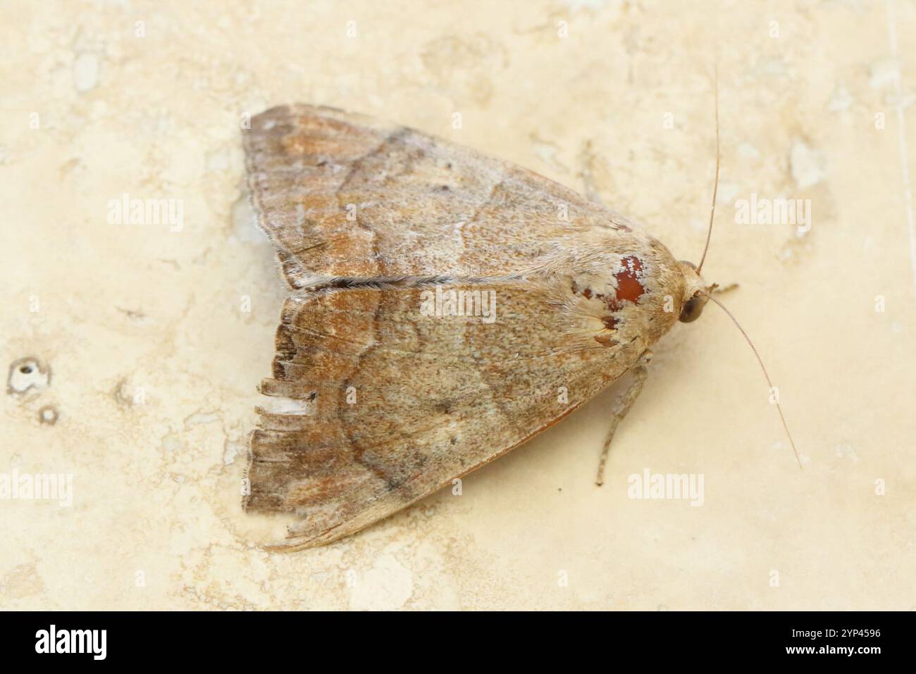 Achaea janata hi-res stock photography and images - Alamy