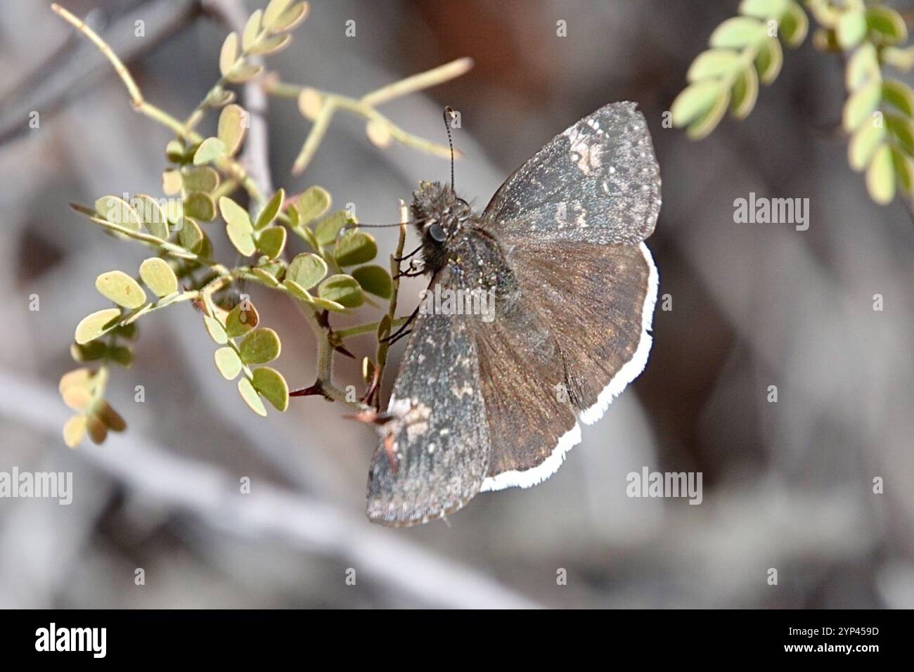 Funereal Duskywing (Erynnis funeralis Stock Photo - Alamy