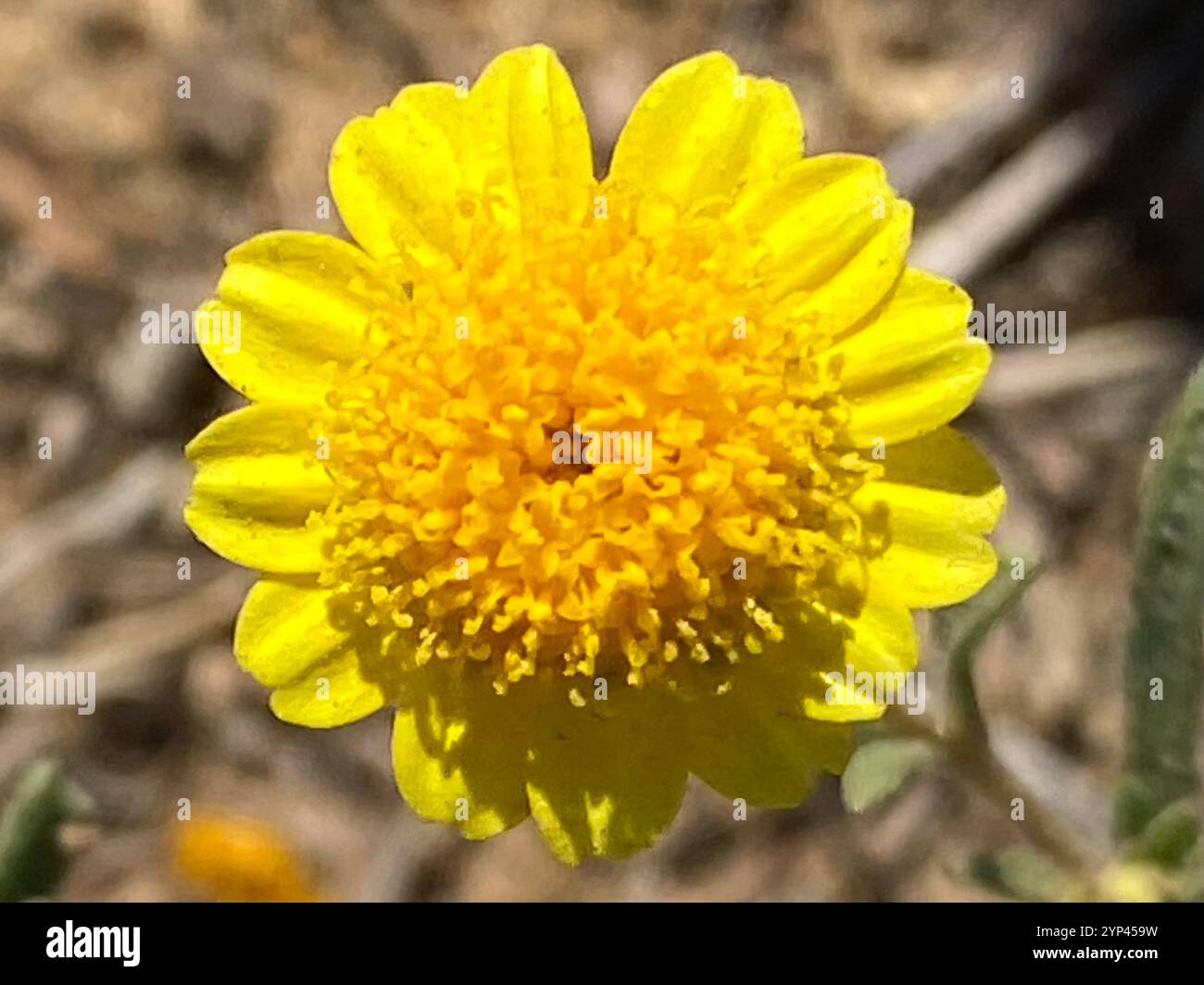 common goldfields (Lasthenia gracilis Stock Photo - Alamy