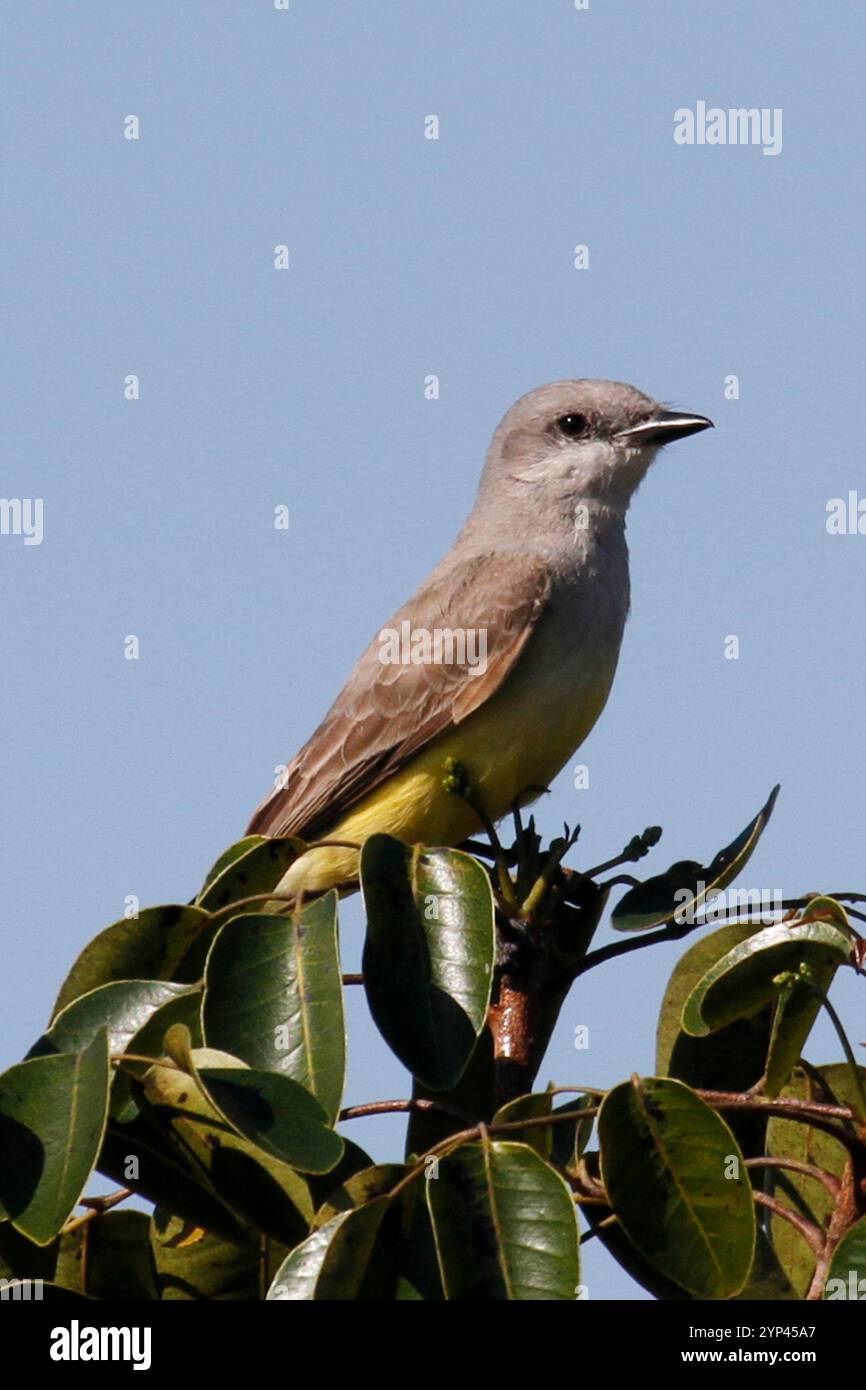 Western Kingbird (Tyrannus verticalis Stock Photo - Alamy
