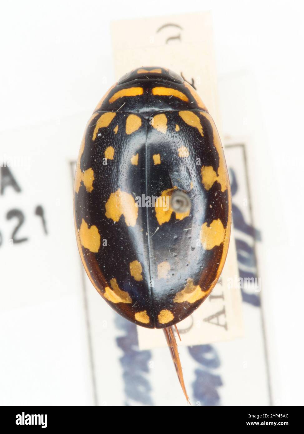 Sunburst Diving Beetle (Thermonectus marmoratus Stock Photo - Alamy