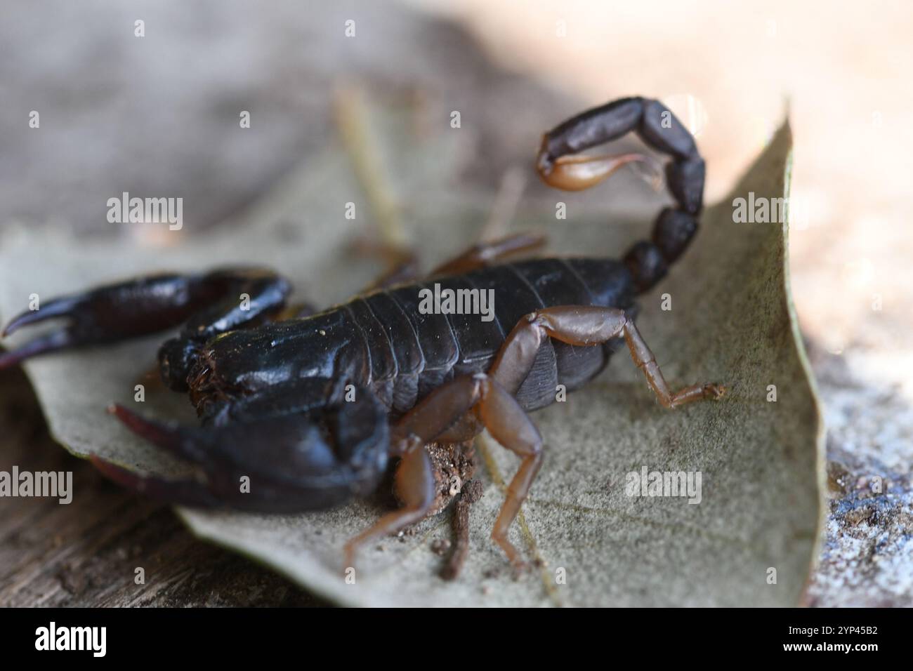 Small Wood-scorpions (Euscorpius Stock Photo - Alamy