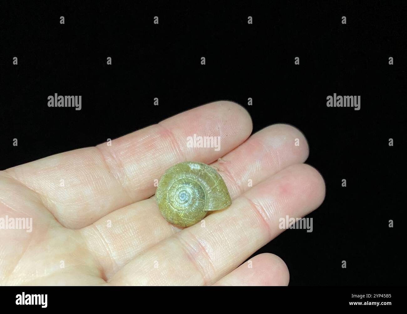 Beaded Lancetooth Snail (Ancotrema sportella Stock Photo - Alamy