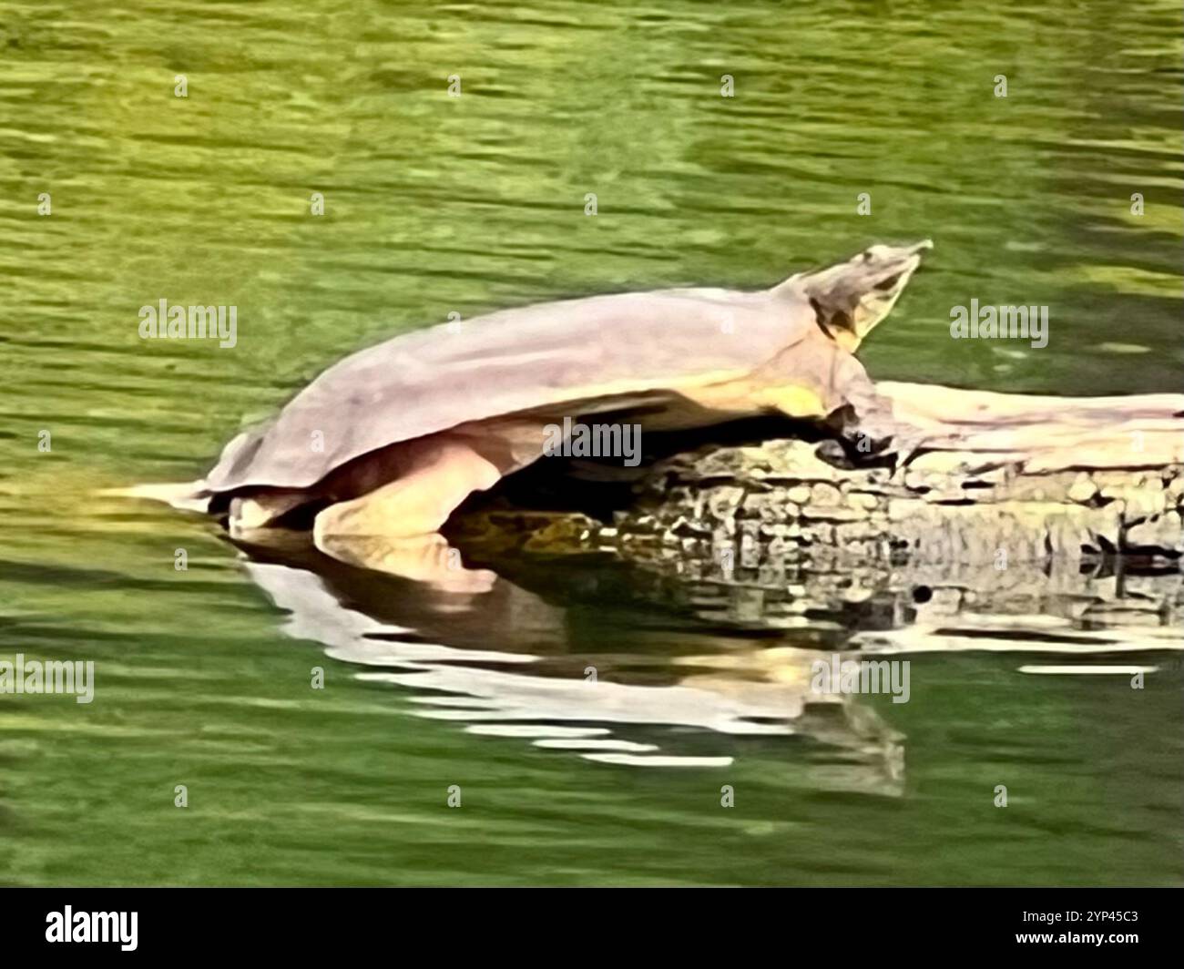 Spiny Softshell (Apalone spinifera Stock Photo - Alamy