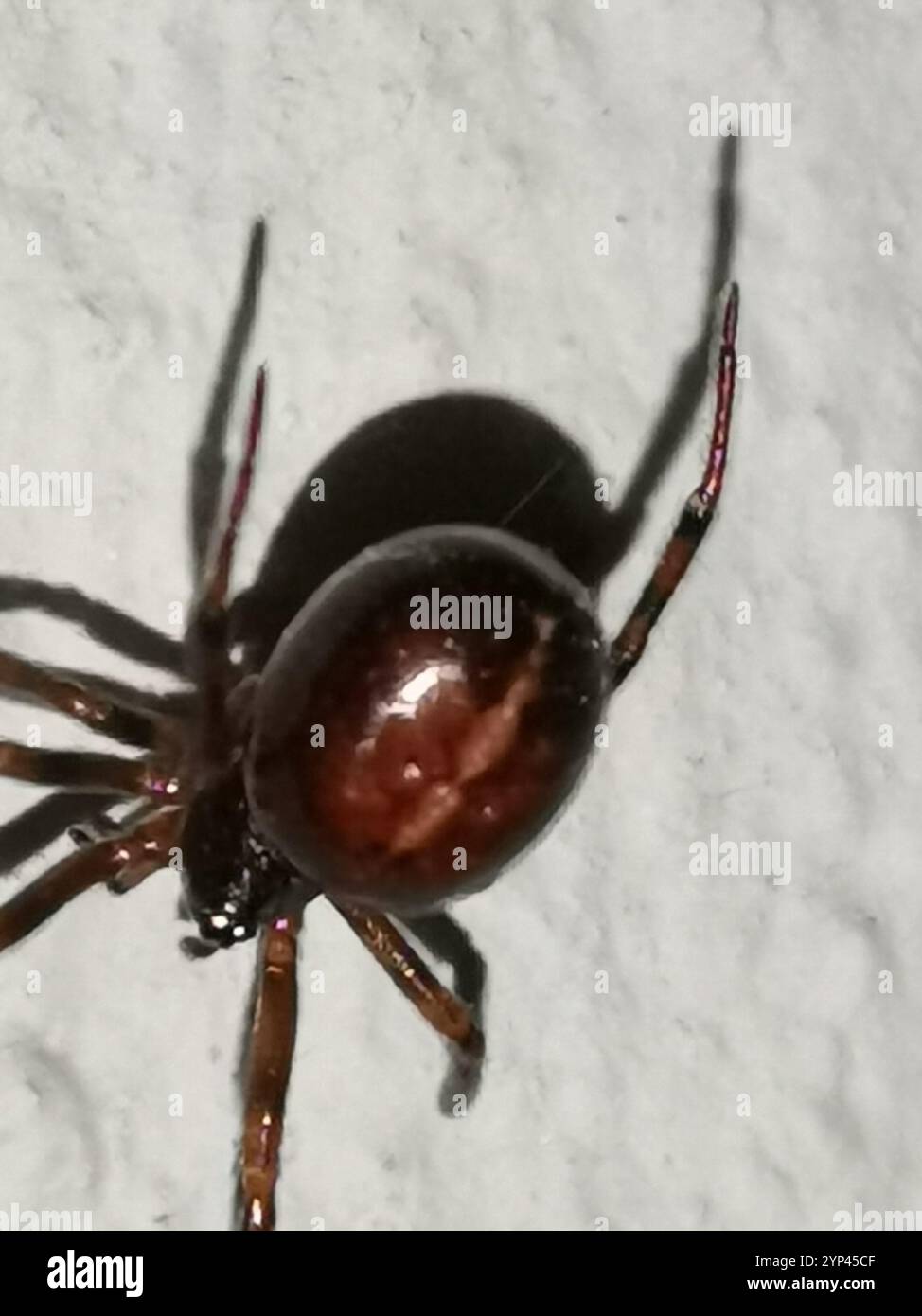 Rabbit Hutch Spider (Steatoda bipunctata Stock Photo - Alamy