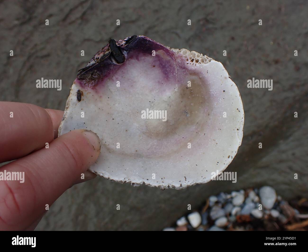 Giant Rock Scallop (Crassadoma gigantea Stock Photo - Alamy