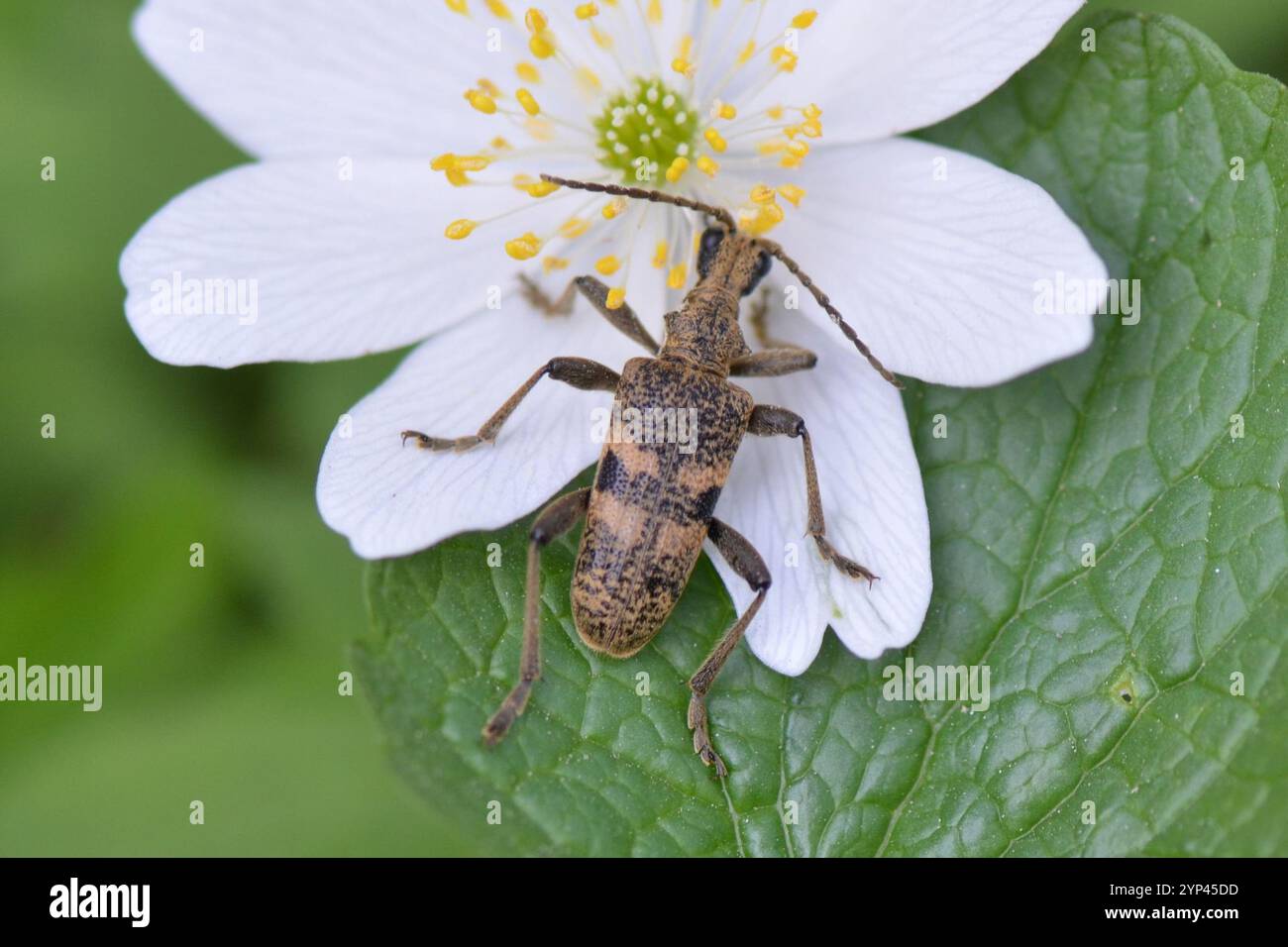 Blackspotted Longhorn Beetle (Rhagium mordax Stock Photo - Alamy