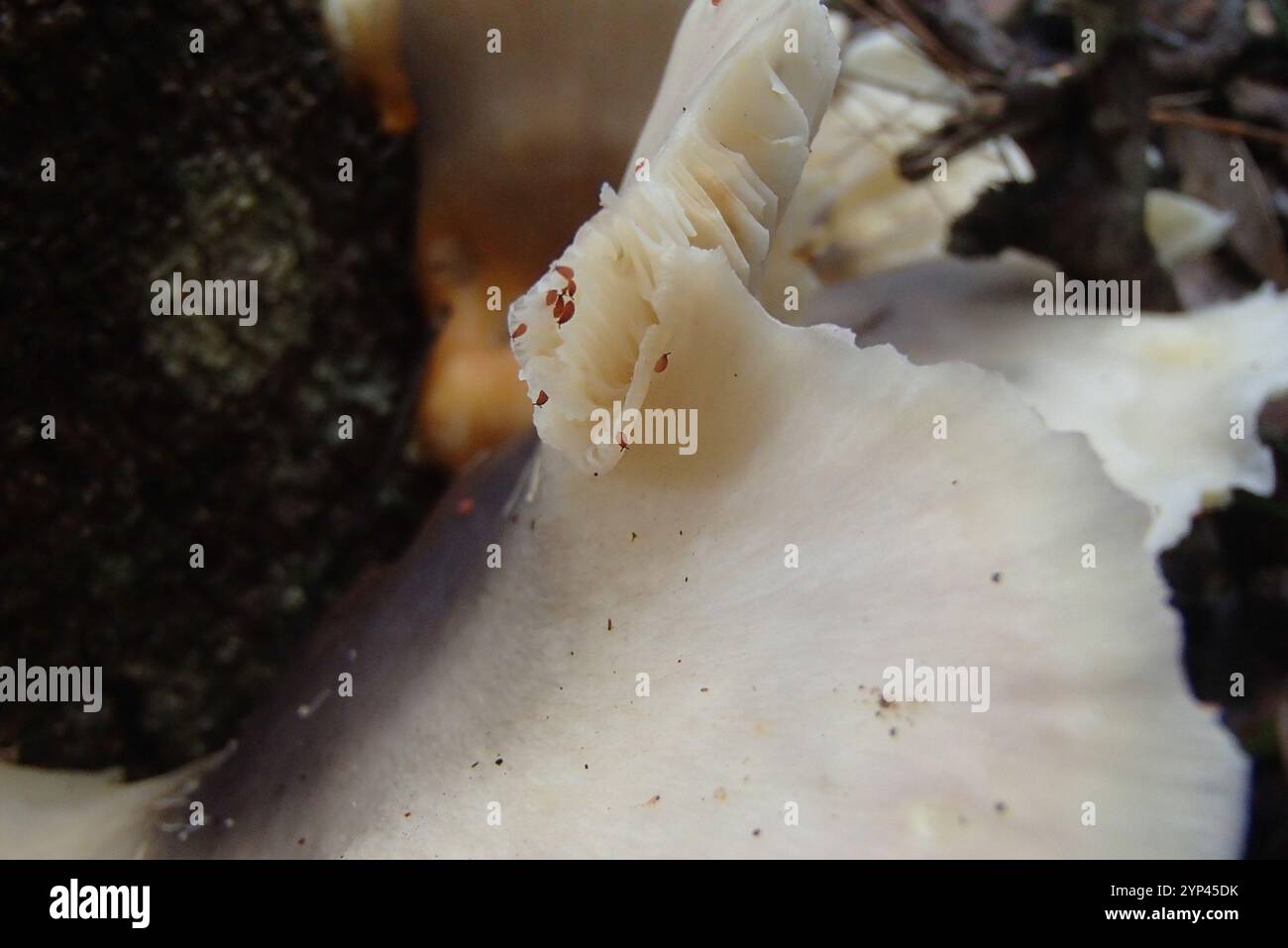 ghost fungus (Omphalotus nidiformis Stock Photo - Alamy