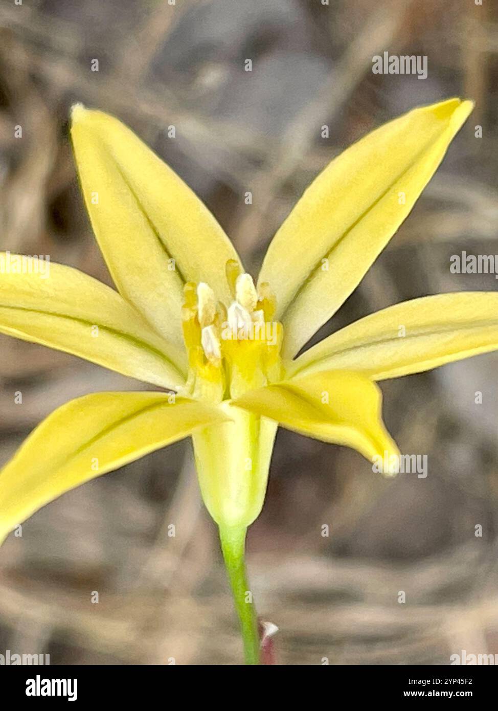 golden brodiaea (Triteleia ixioides ixioides Stock Photo - Alamy